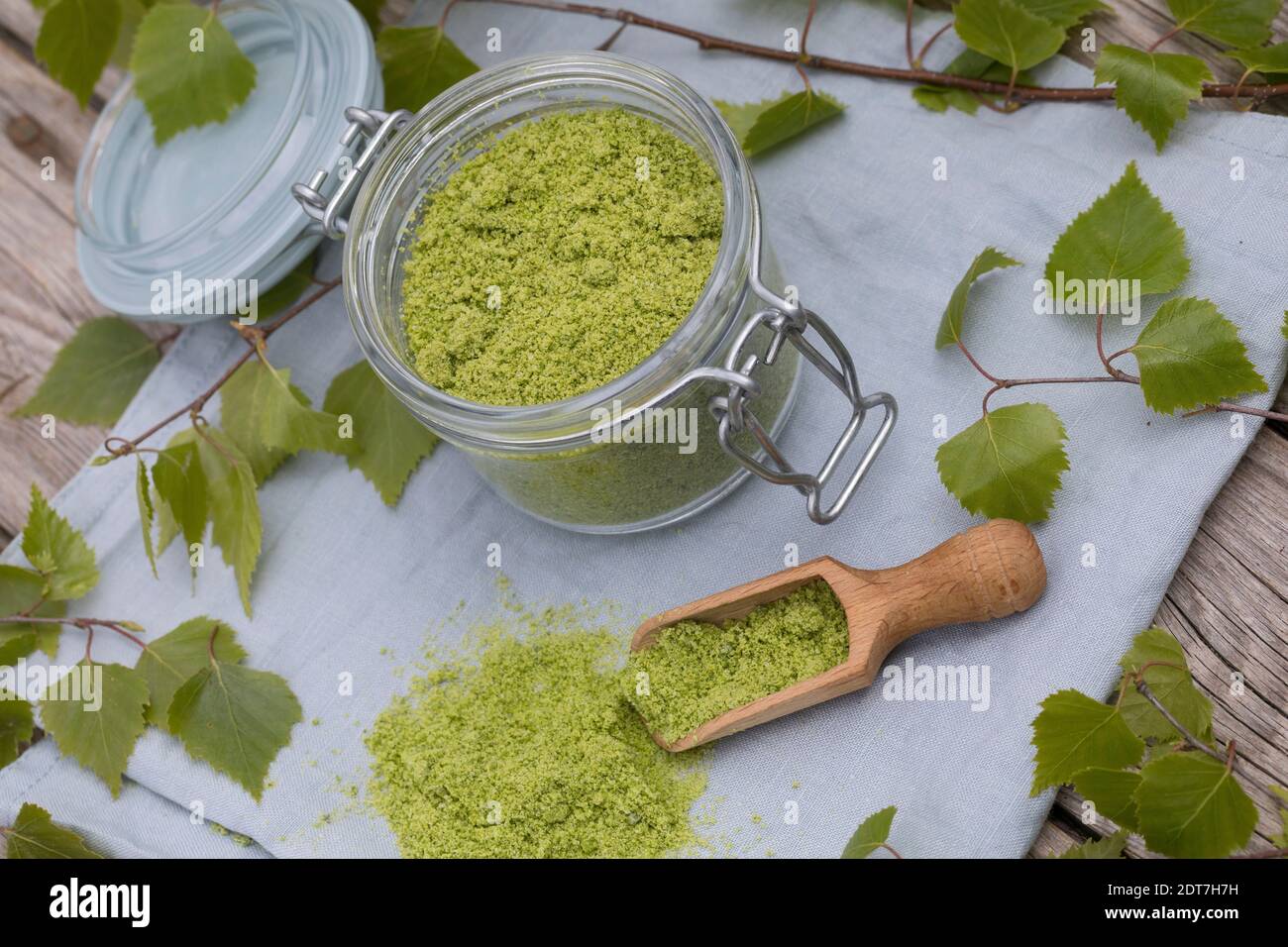 common birch, silver birch, European white birch, white birch (Betula ...