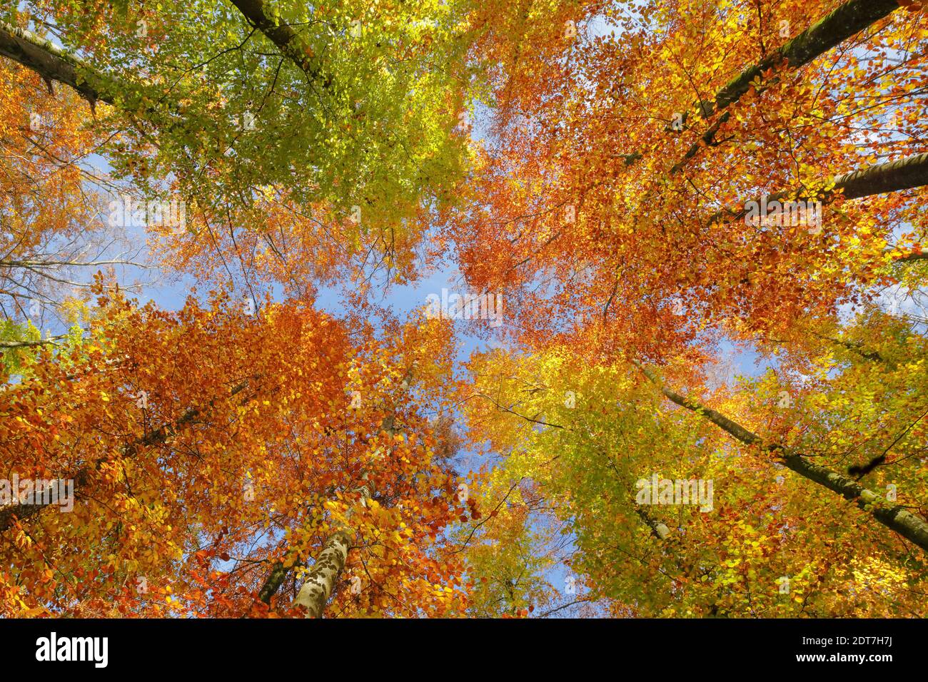 common beech (Fagus sylvatica), beech forest in autumn, look up ...
