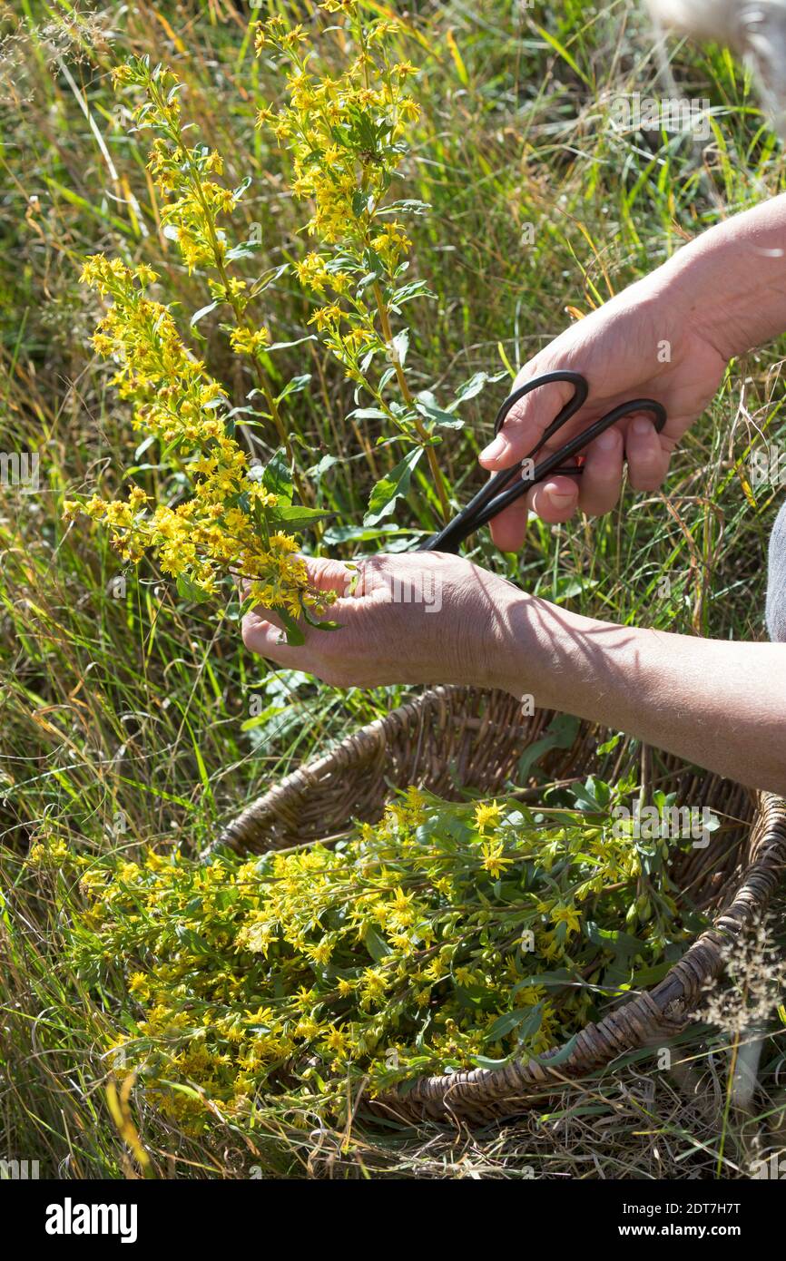 Woman harvesting hi-res stock photography and images - Alamy