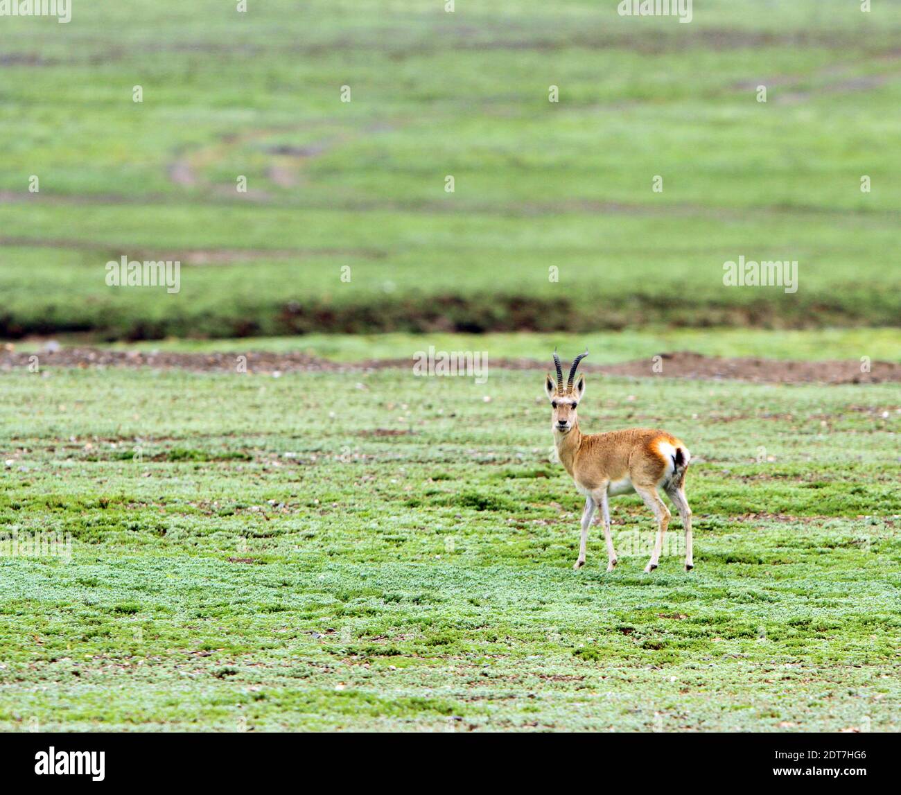 Male goa hi-res stock photography and images - Alamy