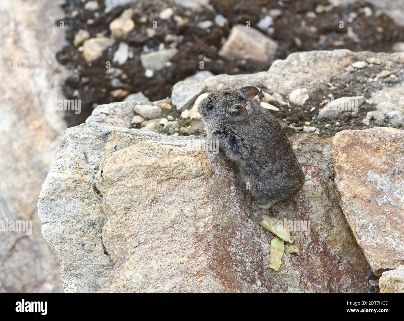 Pikas in tibet hi-res stock photography and images - Alamy