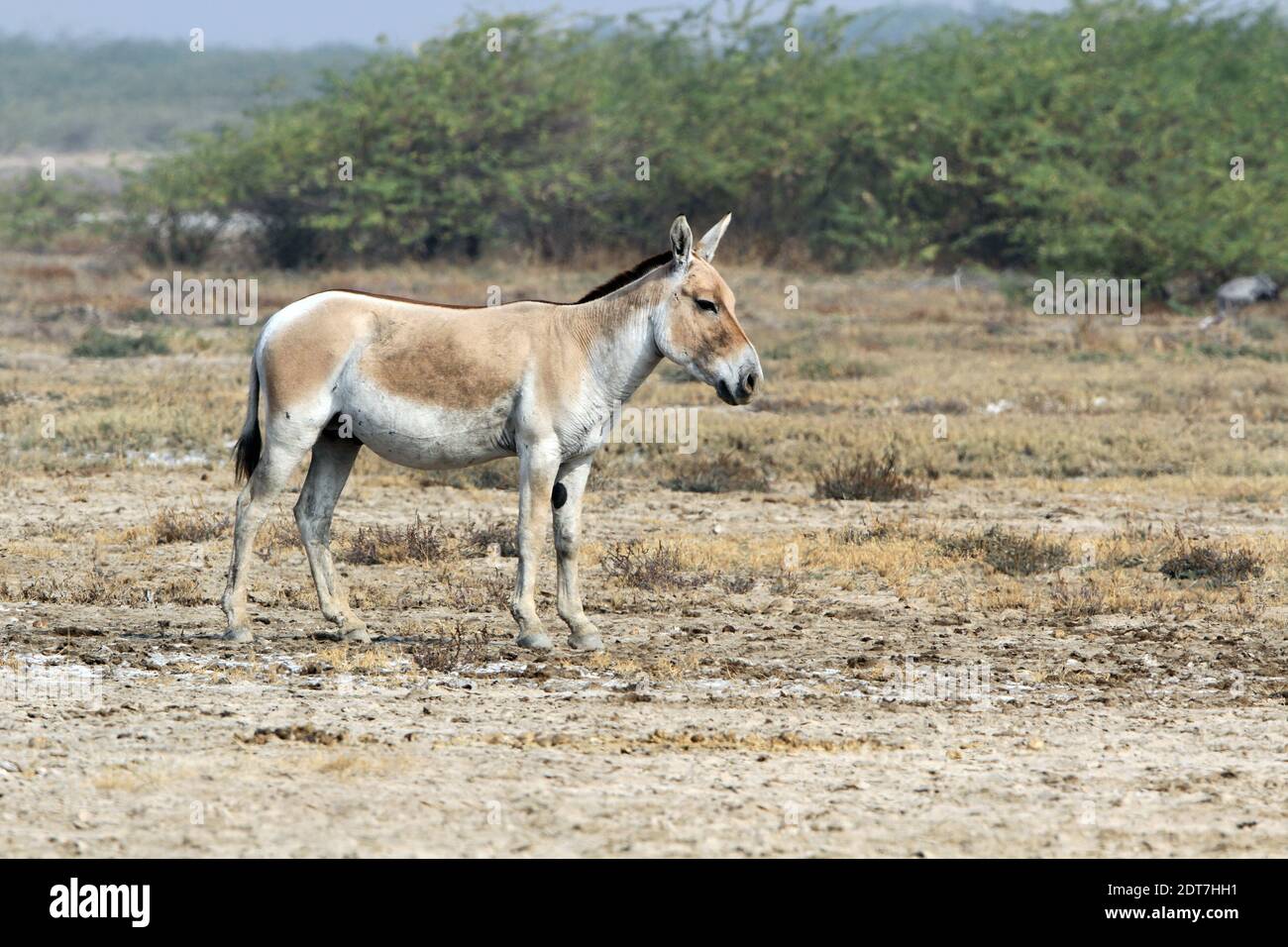 Khur, Indian wild ass, Ghudkhur, Indian onager (Equus hemionus khur), standing in the Little ...
