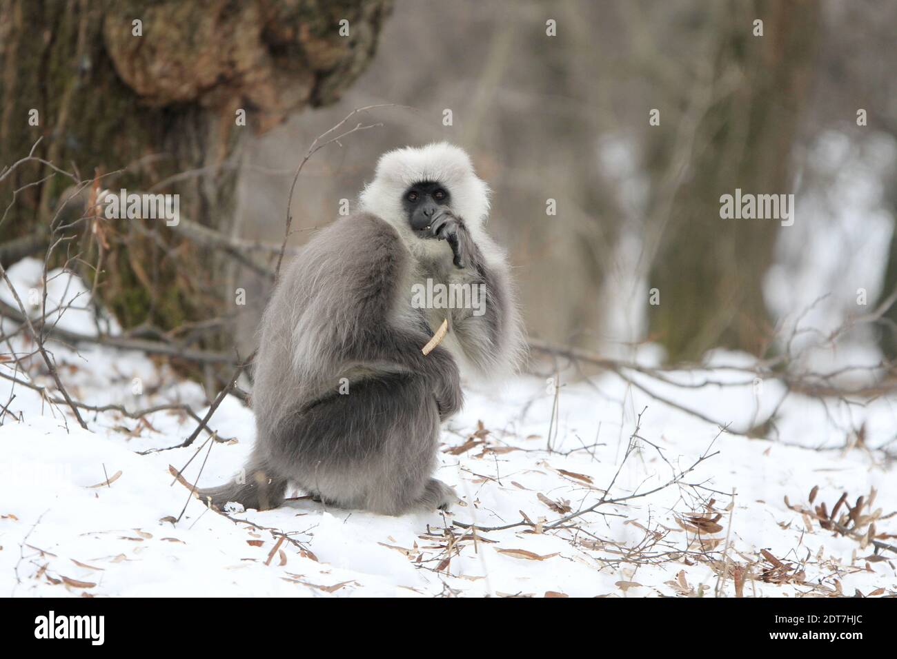 Kashmir gray langur (Semnopithecus ajax), perches feeding in the snow ...