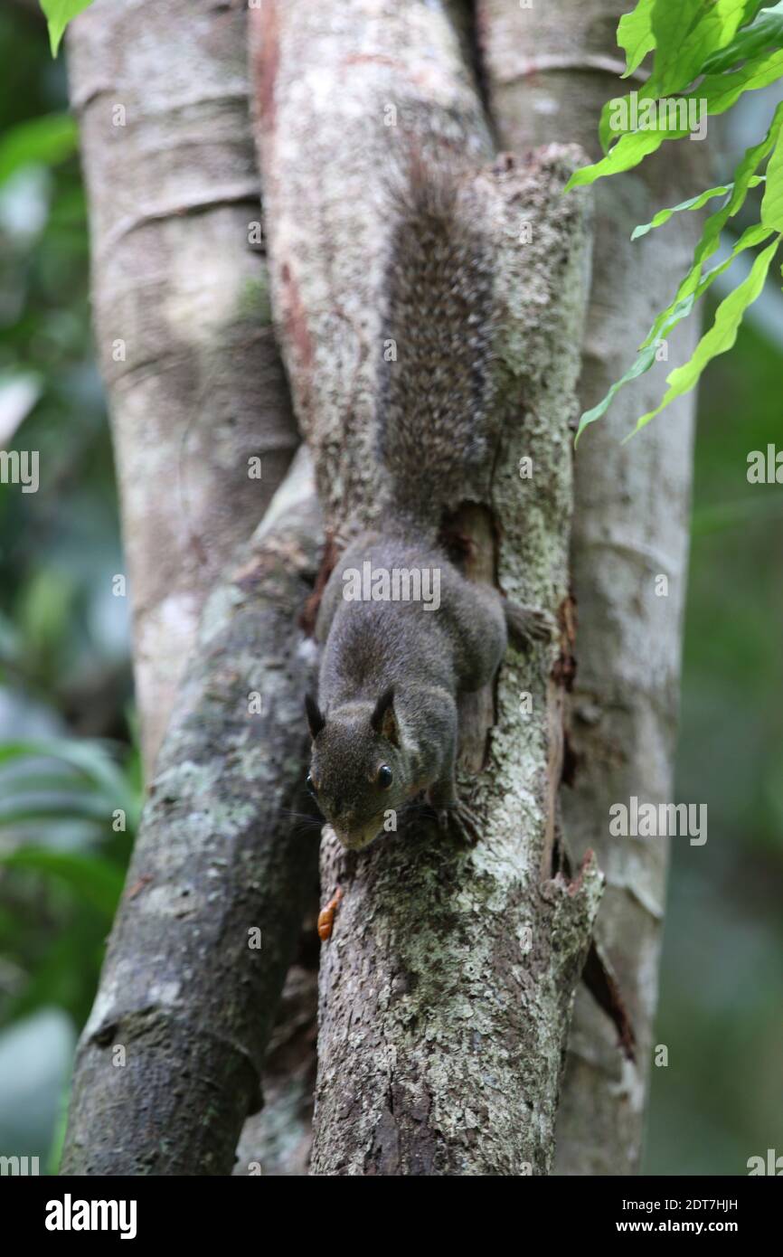 Whitish dwarf squirrel hi-res stock photography and images - Alamy