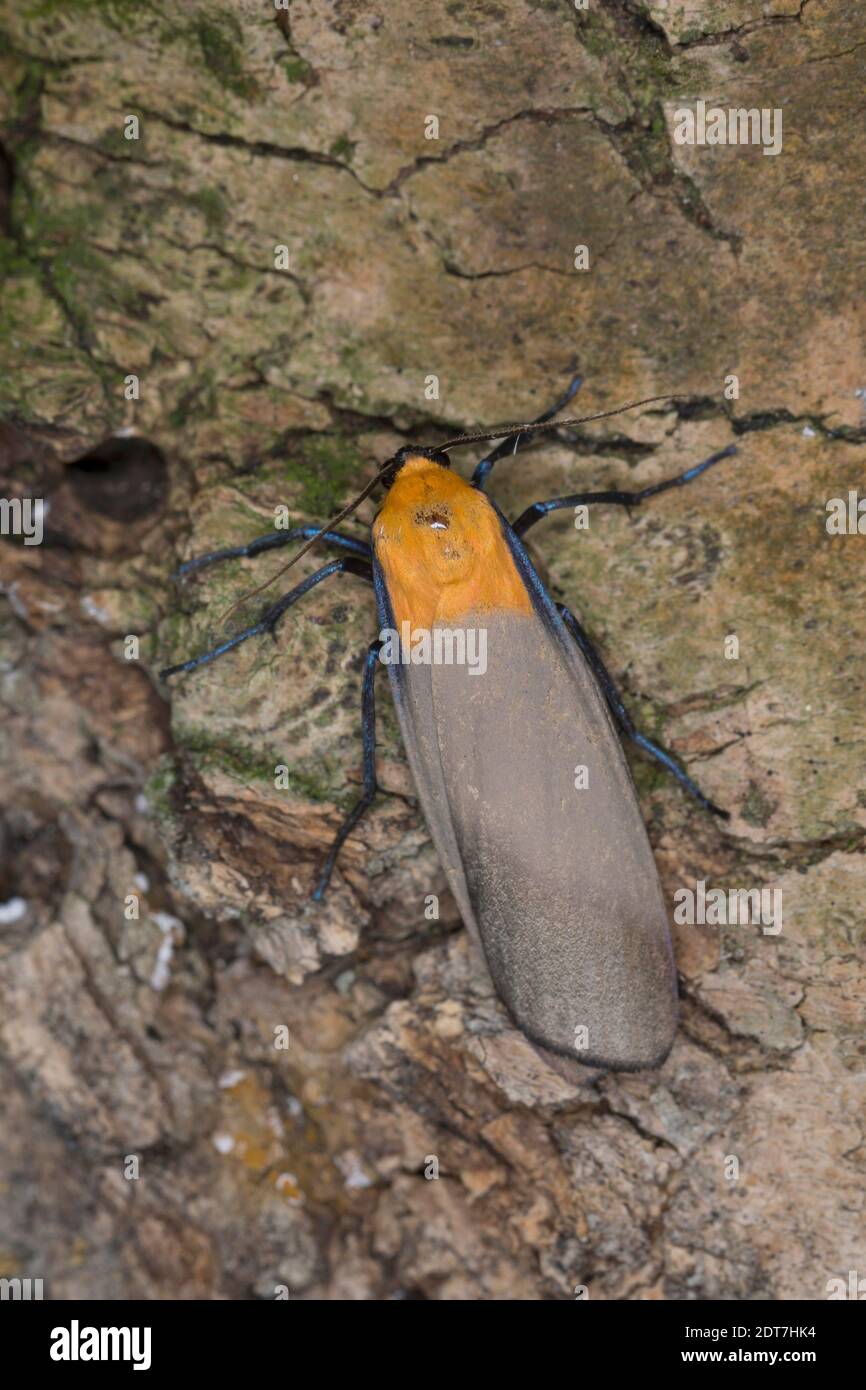 Four-spotted Footman (Lithosia quadra), male, Germany Stock Photo - Alamy