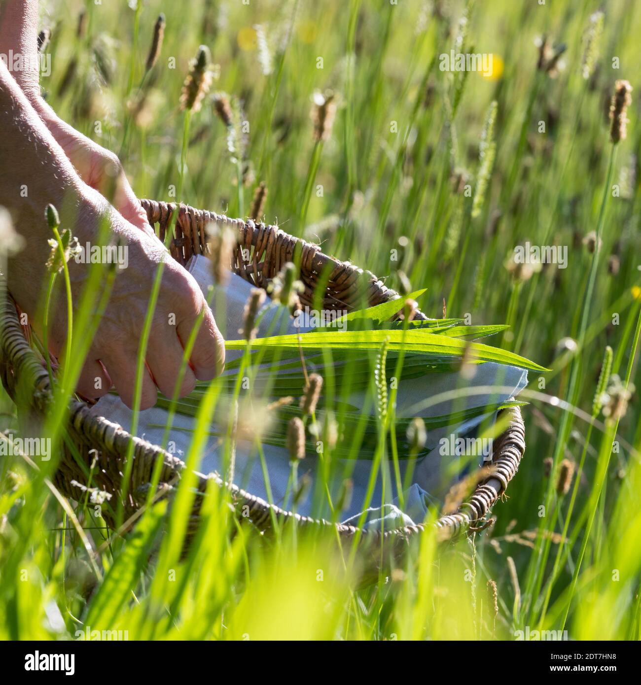 Plantain baskets hi-res stock photography and images - Alamy
