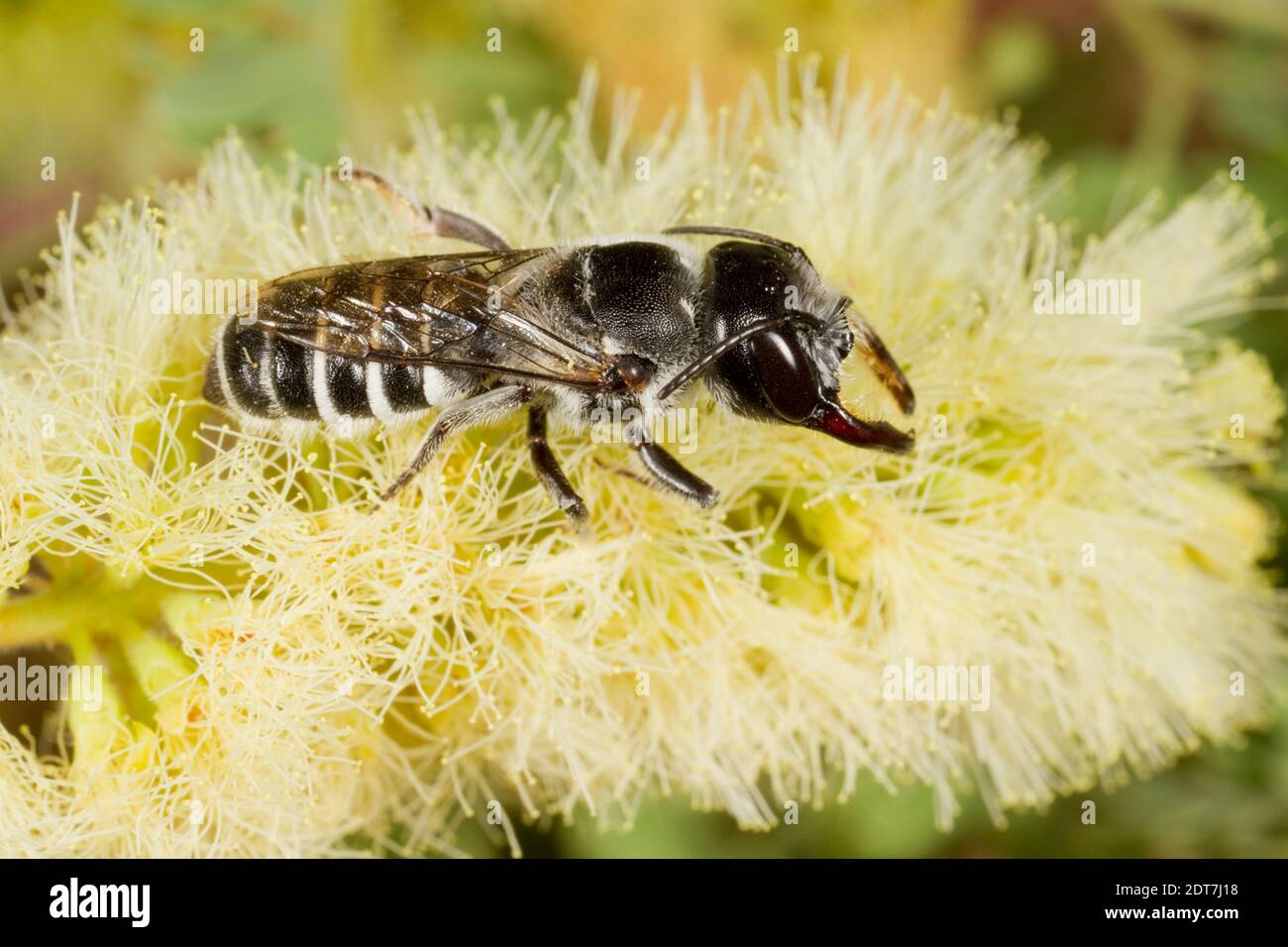 Desert-willow Resin Bee female, Megachile chilopsidis, Megachilidae ...