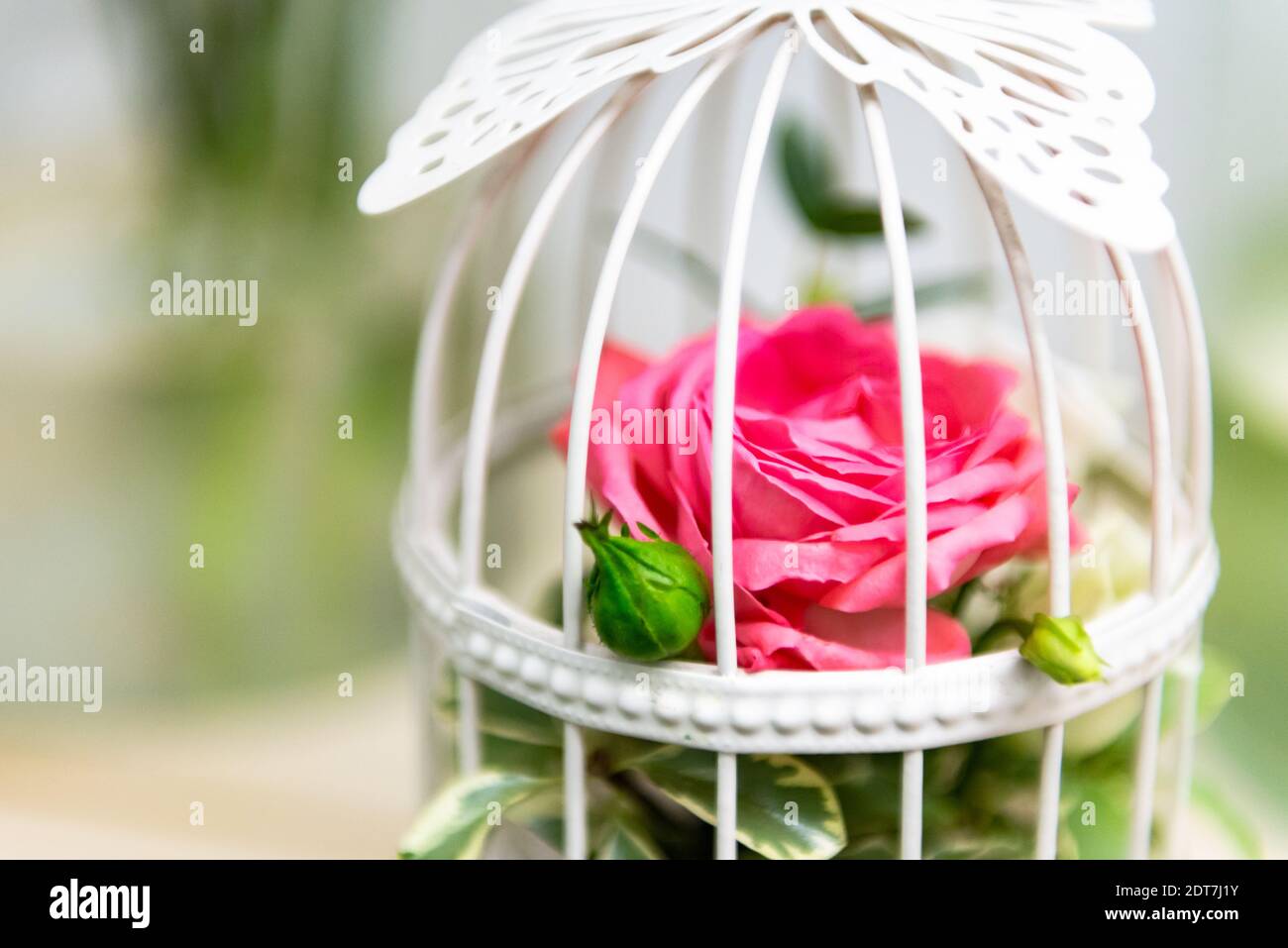 Pink rose in a cage. A large rose in a small white cage Stock Photo - Alamy