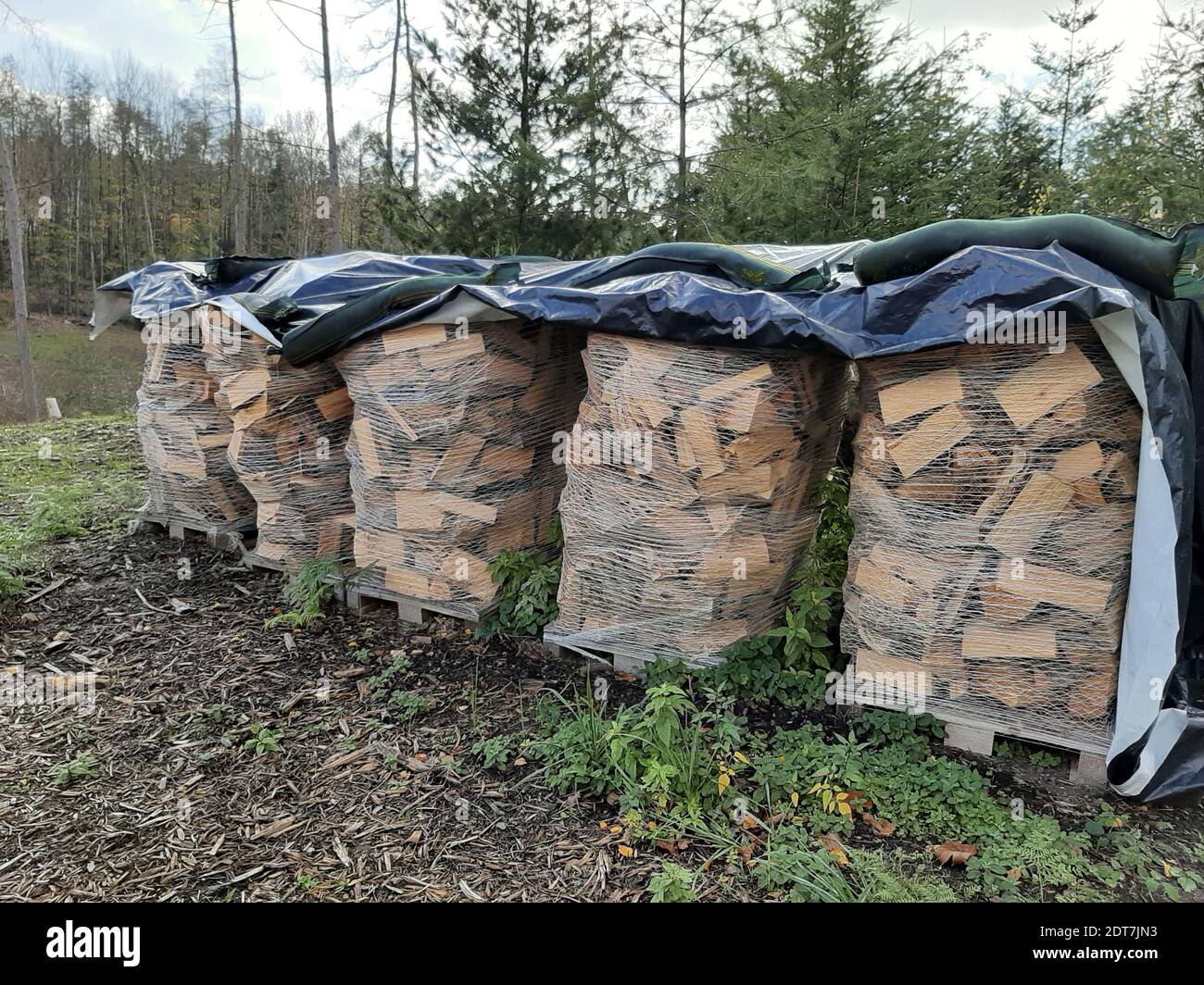 firewood in net bags and on pallets in the forest, Germany Stock Photo ...