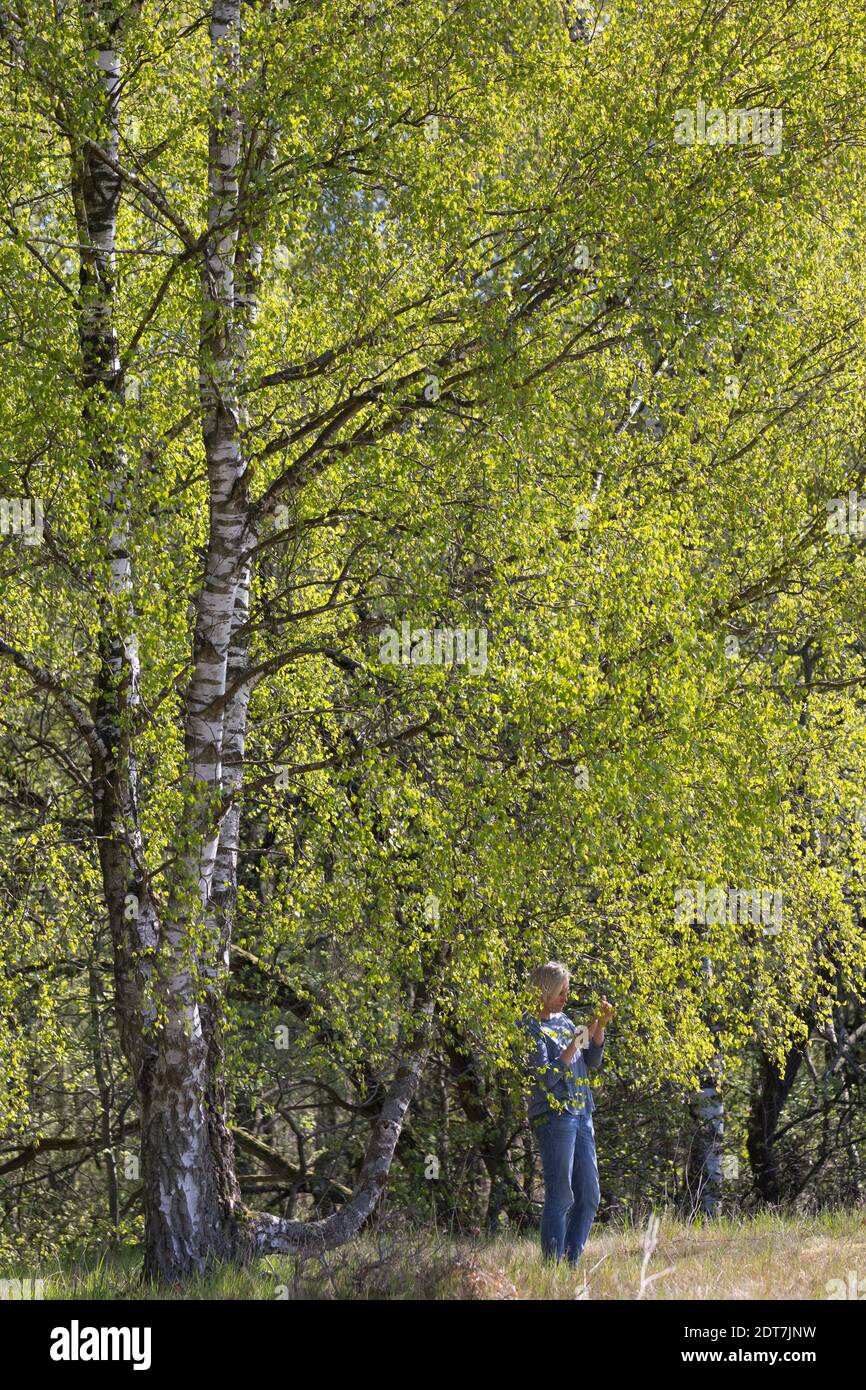 common birch, silver birch, European white birch, white birch (Betula ...
