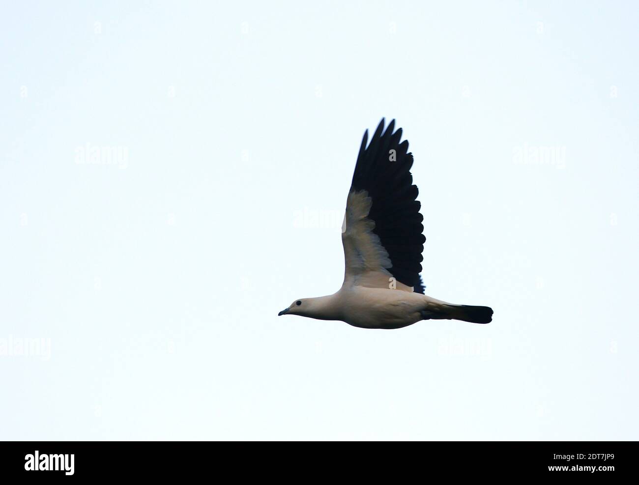 Pied Imperial Pigeon Ducula Bicolor In Flight Indonesia Sulawesi Talaud s Stock 