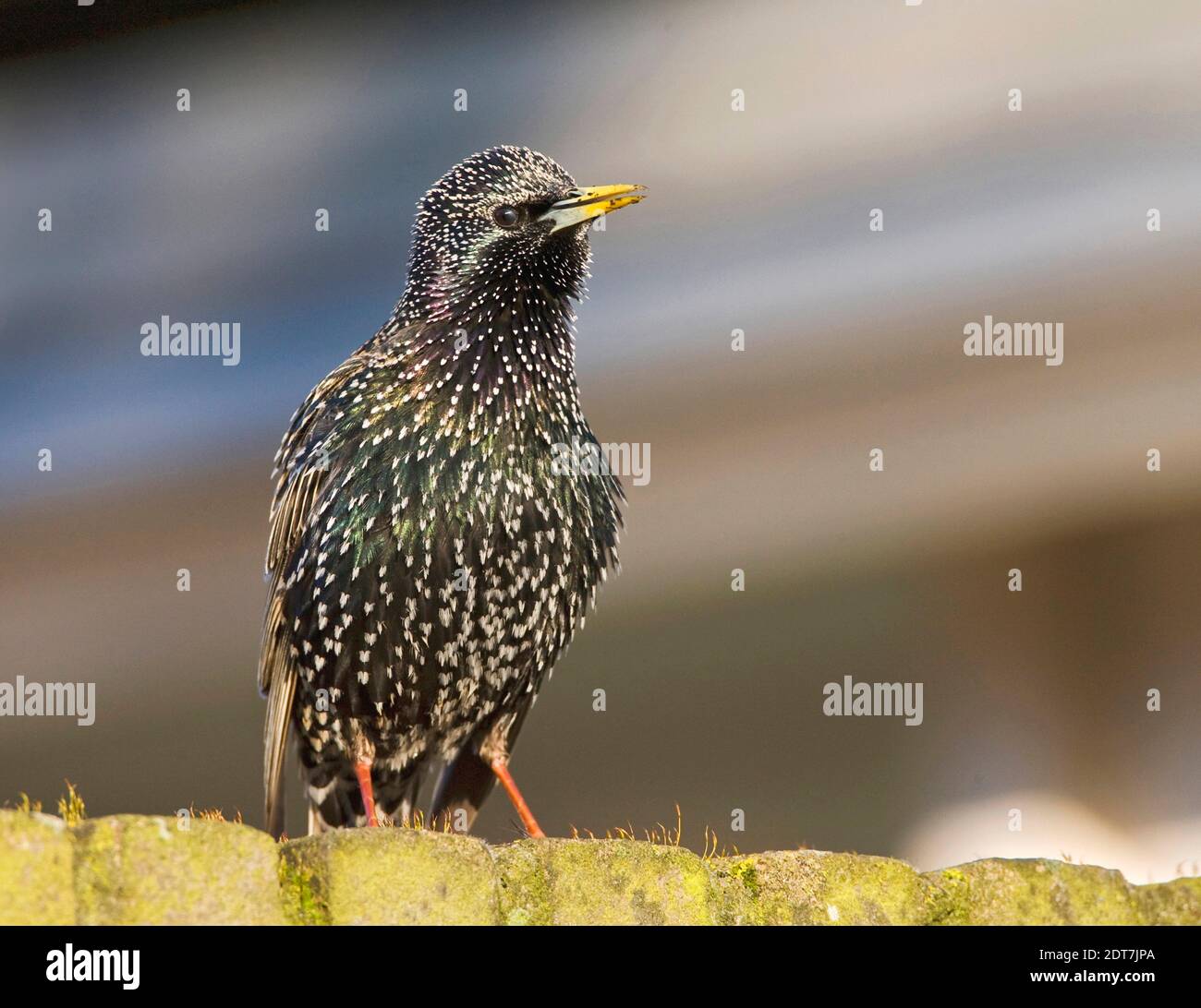 Common starling singing hi-res stock photography and images - Alamy