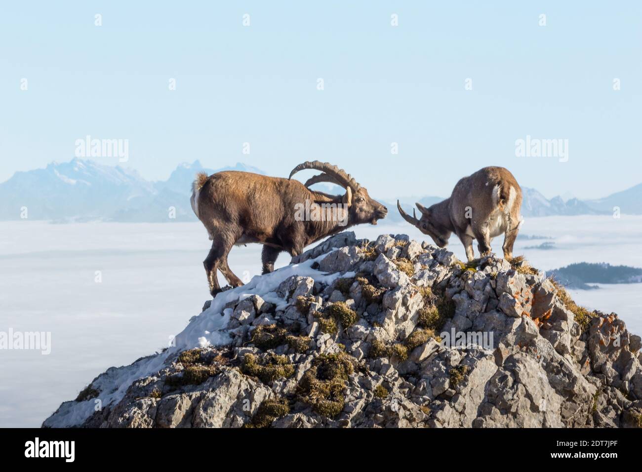 Alpine ibex (Capra ibex, Capra ibex ibex), at the rut in the Alps above ...