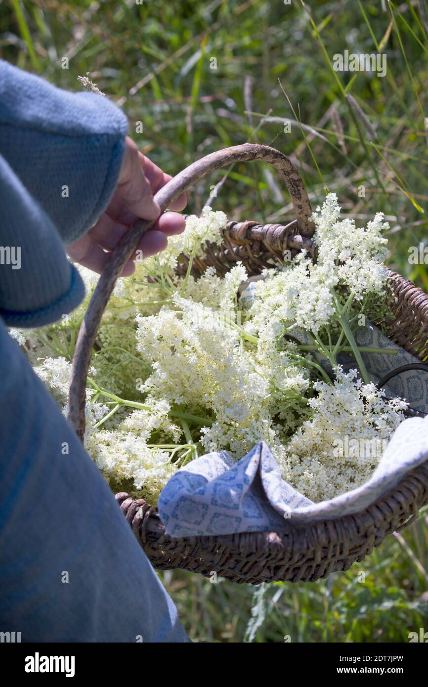 European black elder, Elderberry, Common elder (Sambucus nigra ...