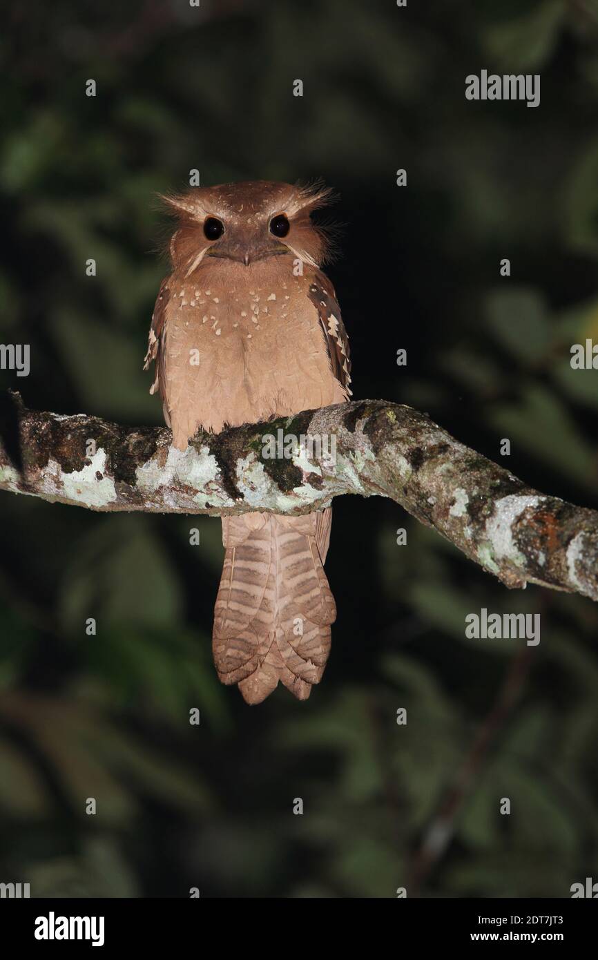 large frogmouth (Batrachostomus auritus), perching on a branch during ...