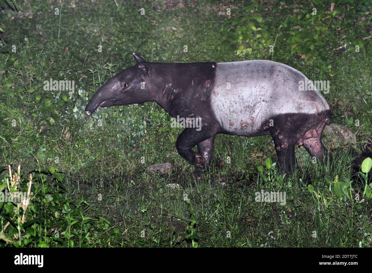 Male Tapir High Resolution Stock Photography and Images - Alamy