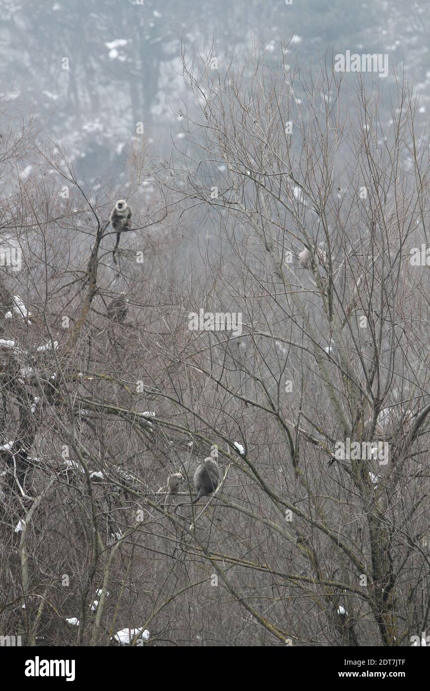 Kashmir gray langur (Semnopithecus ajax), Kashmir gray langurs sitting ...