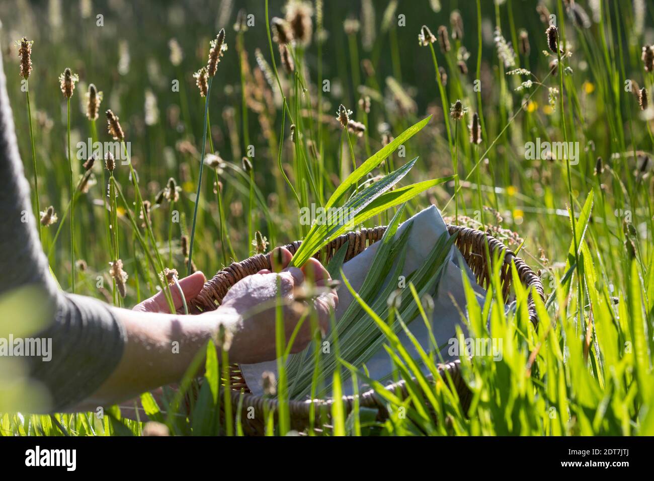 Plantain baskets hi-res stock photography and images - Alamy