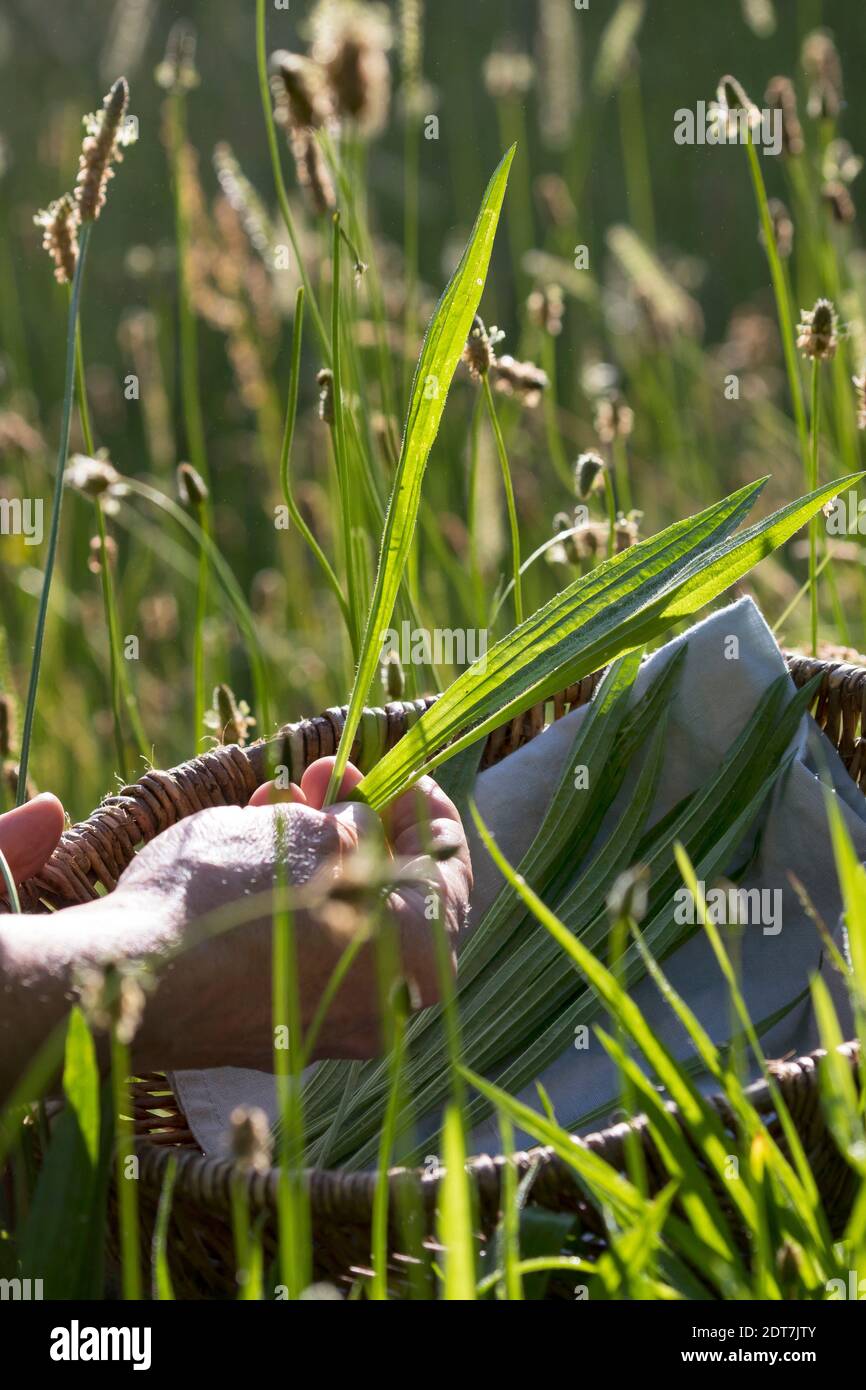 buckhorn plantain, English plantain, ribwort plantain, rib grass ...