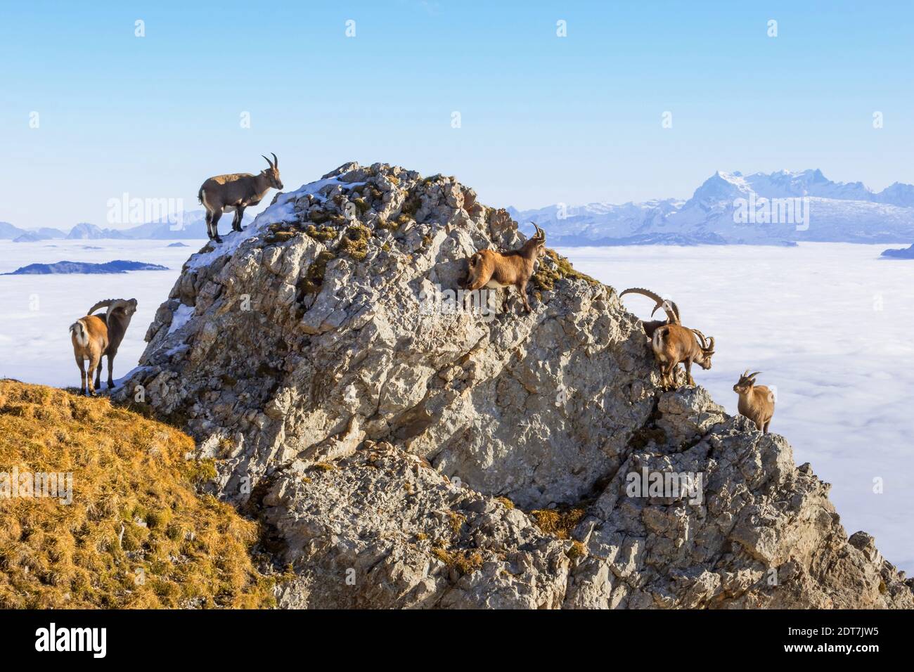 Pilatus switzerland ibex hi-res stock photography and images - Alamy