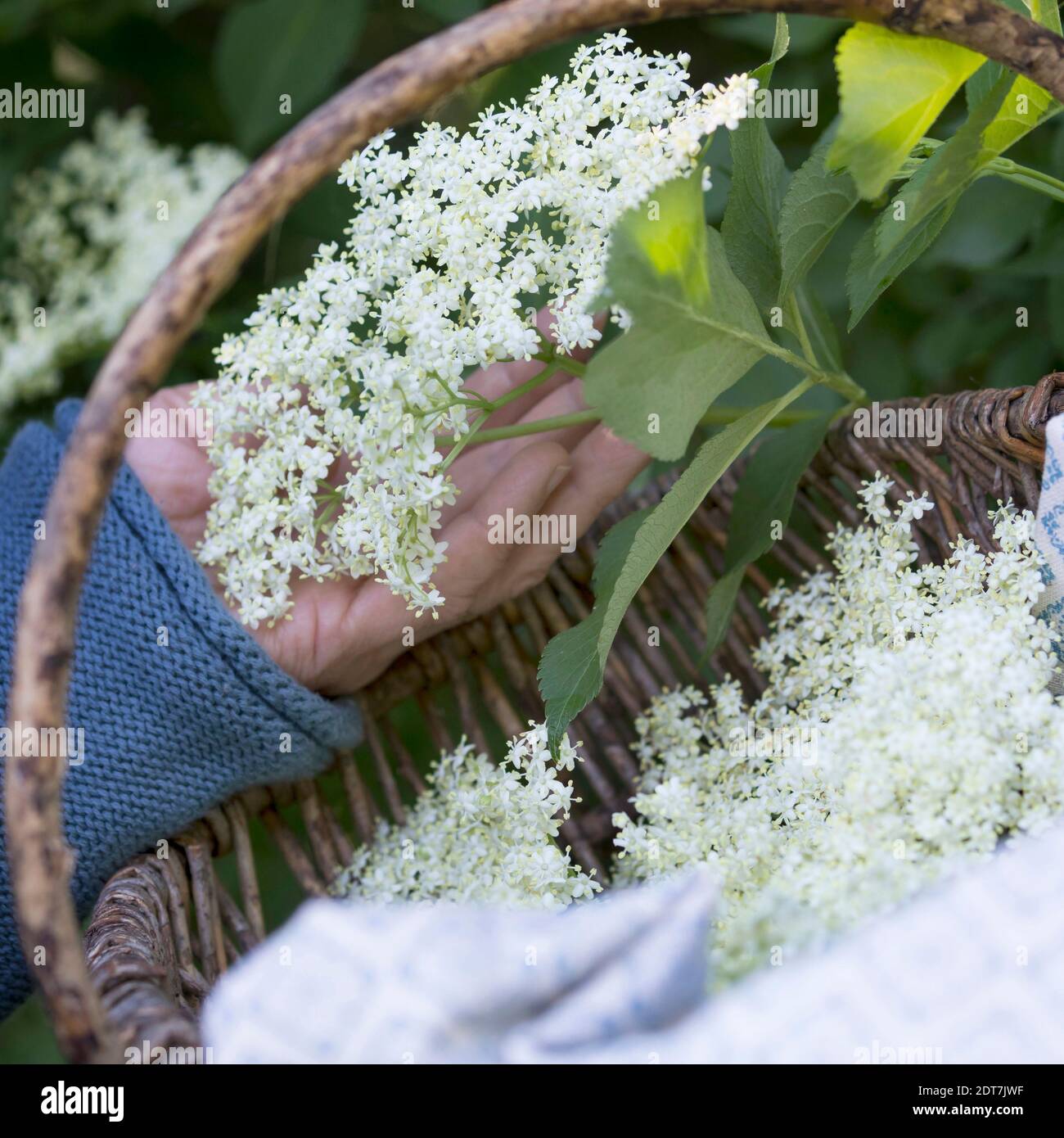 European black elder, Elderberry, Common elder (Sambucus nigra ...