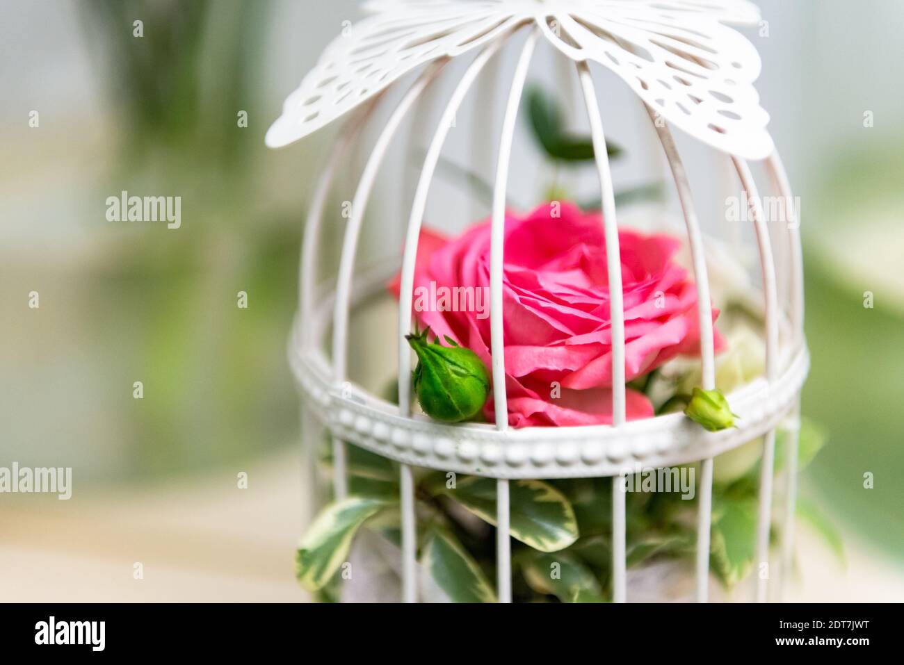 Pink rose in a cage. A large rose in a small white cage Stock Photo - Alamy
