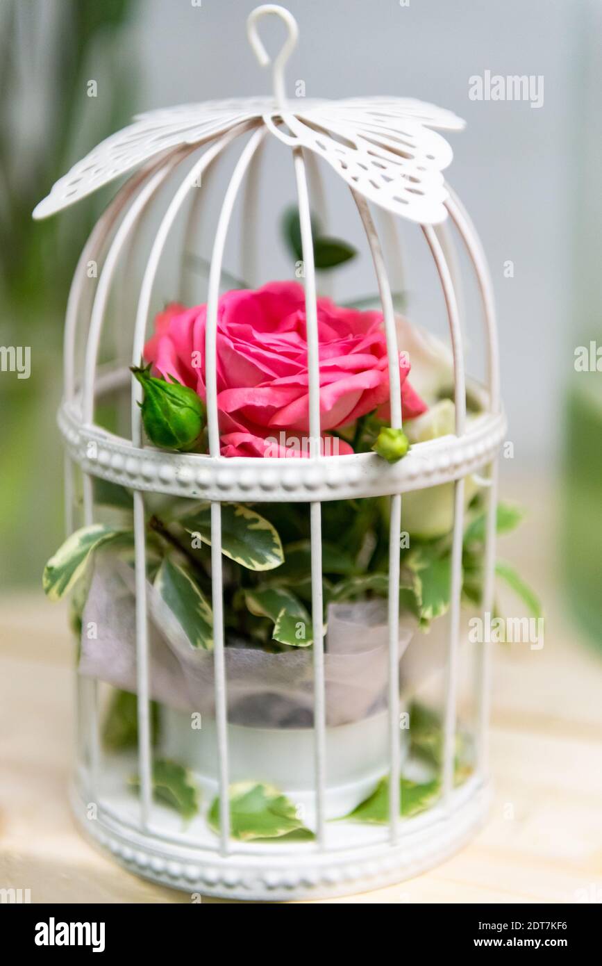 Pink rose in a cage. A large rose in a small white cage Stock Photo - Alamy
