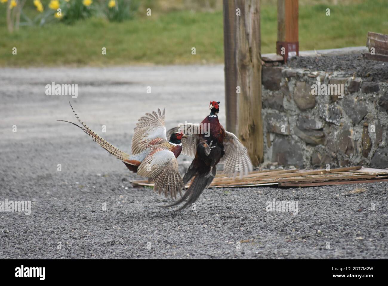 Fighting Pheasants High Resolution Stock Photography and Images - Alamy