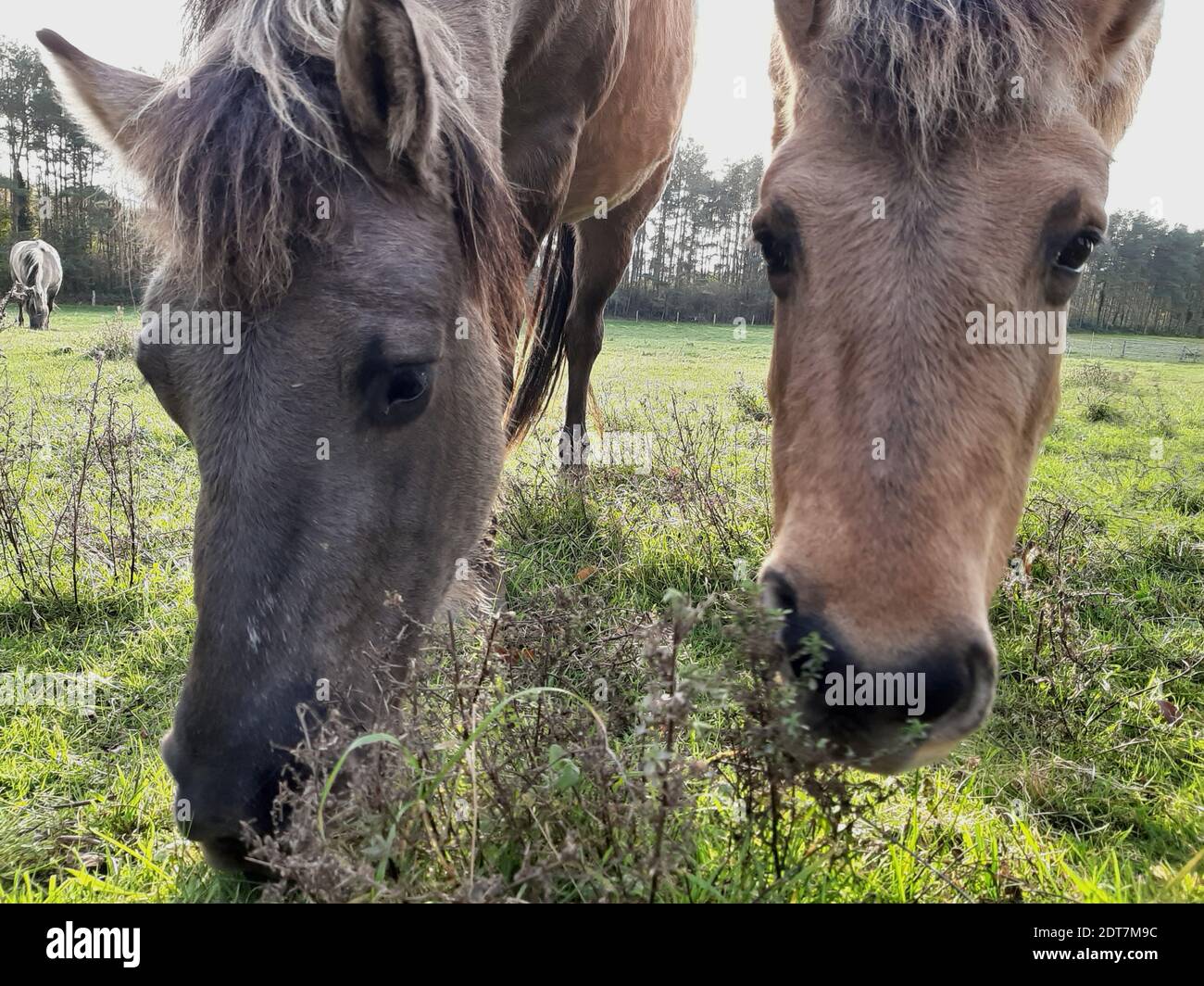 Dulmen ponys hi-res stock photography and images - Alamy