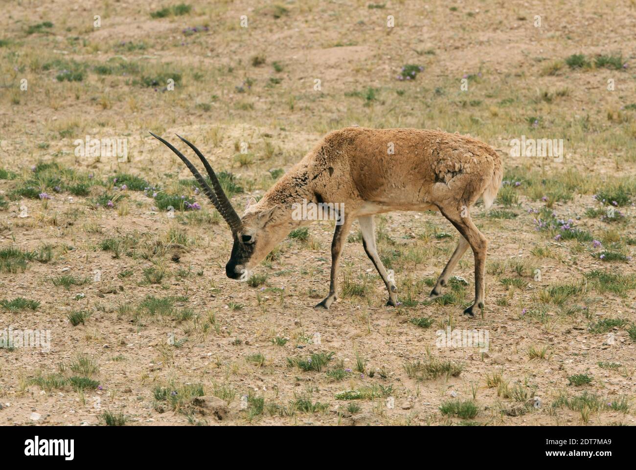 Chiru Antelope