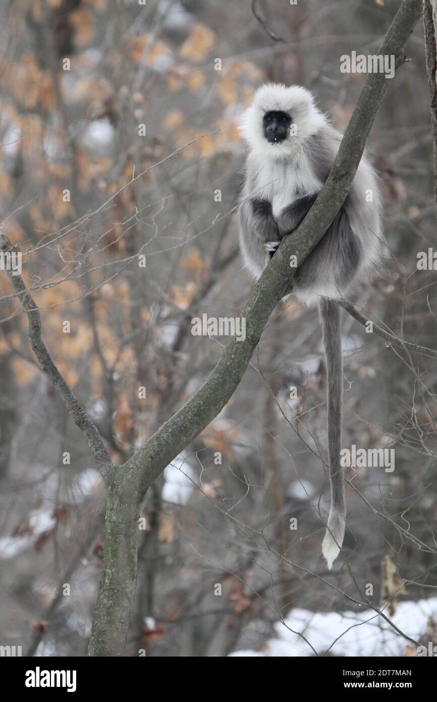 Kashmir gray langur (Semnopithecus ajax), sitting on a branch in a tree ...