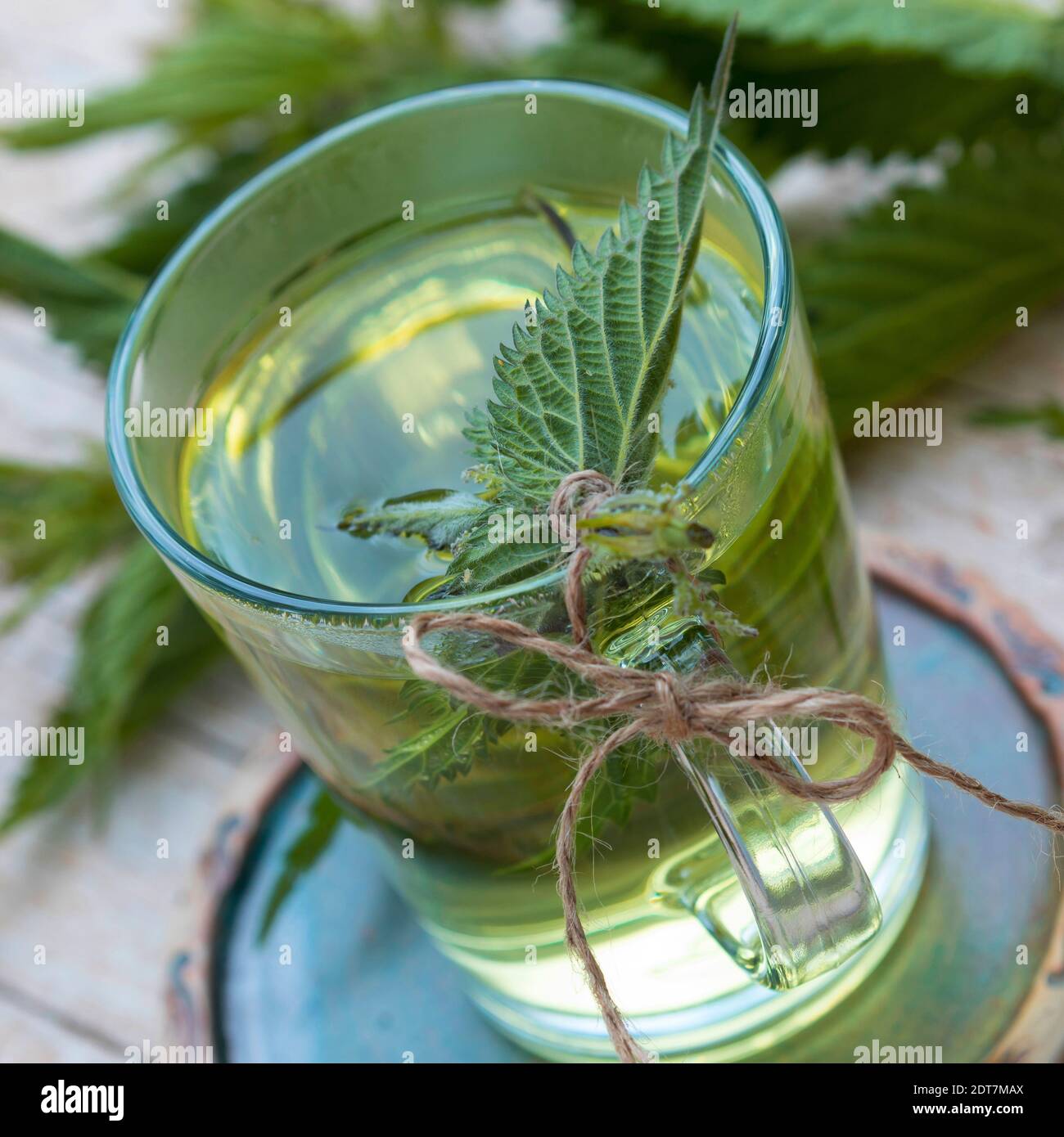 stinging nettle (Urtica dioica), selfmade stinging nettle tea, Germany ...