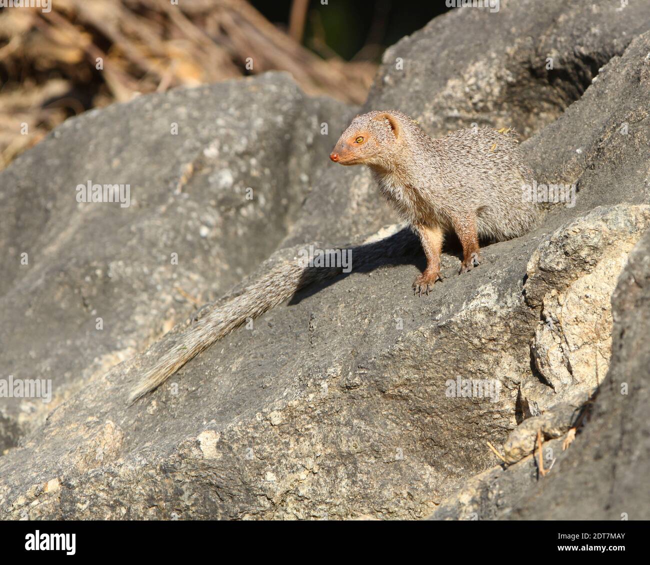 Indian Gray Mongoose, Common Grey Mongoose (Herpestes edwardsii ...