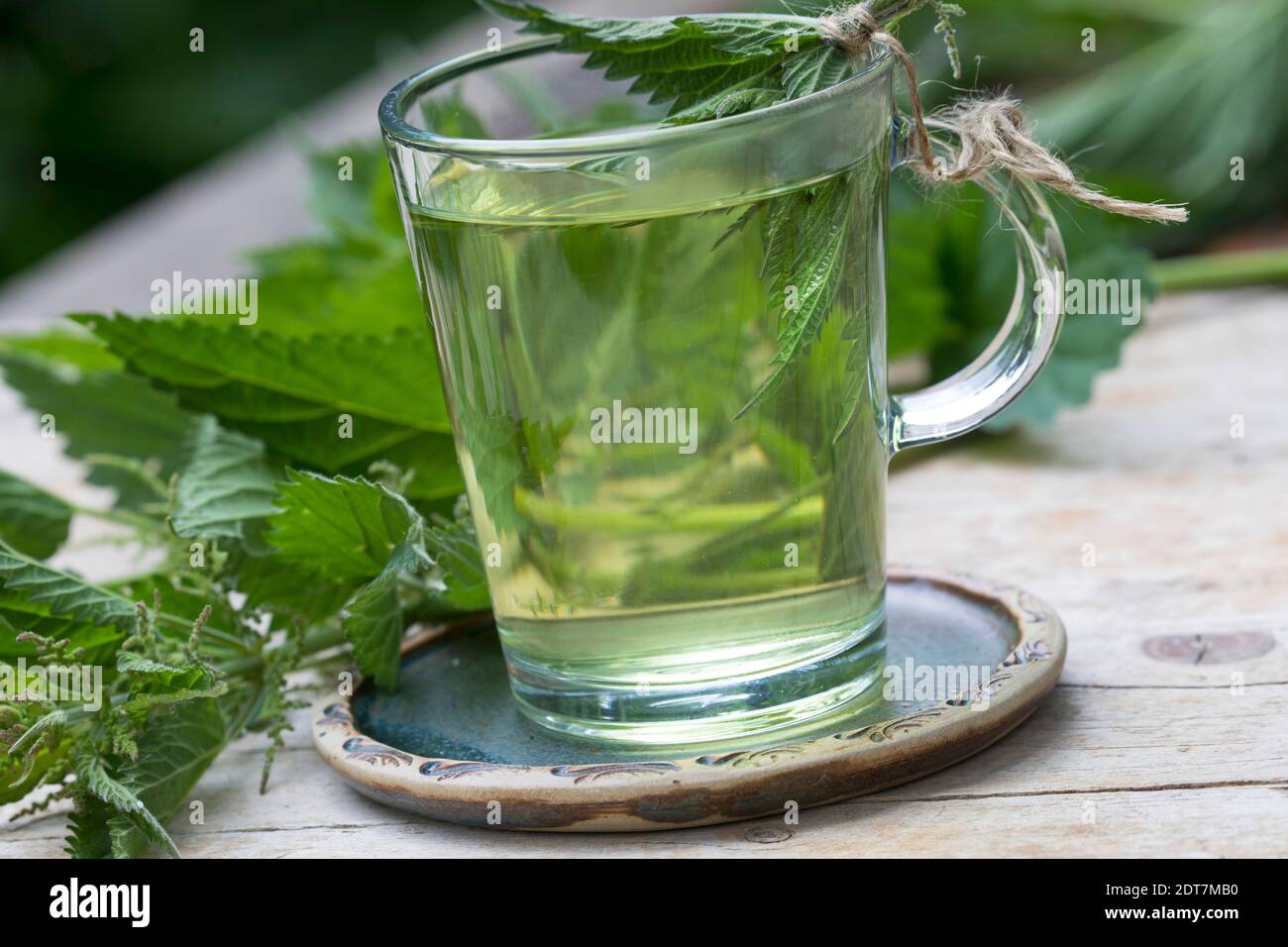 stinging nettle (Urtica dioica), selfmade stinging nettle tea, Germany ...