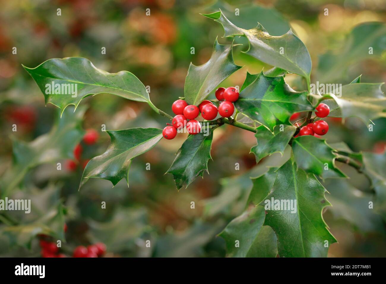Holly, common holly, English holly, European holly, Christmas holly ...