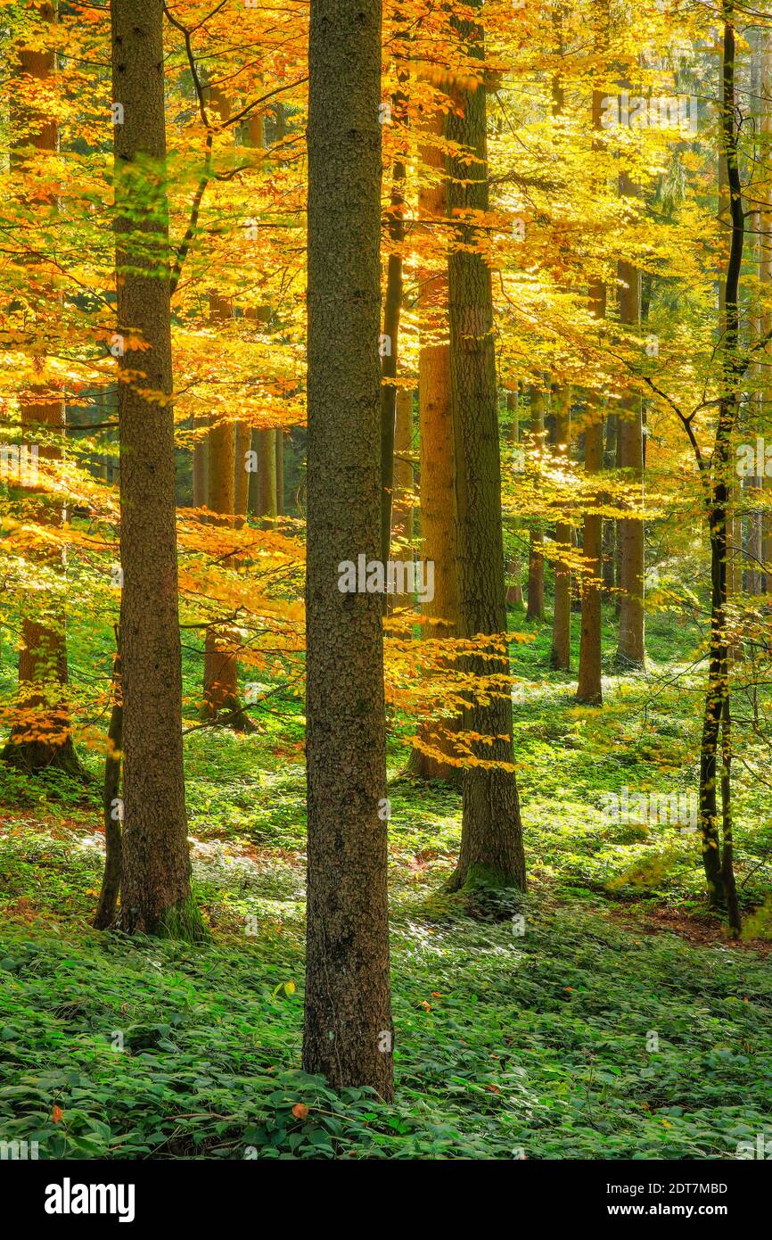 Mixed evergreen deciduous forests hi-res stock photography and images ...