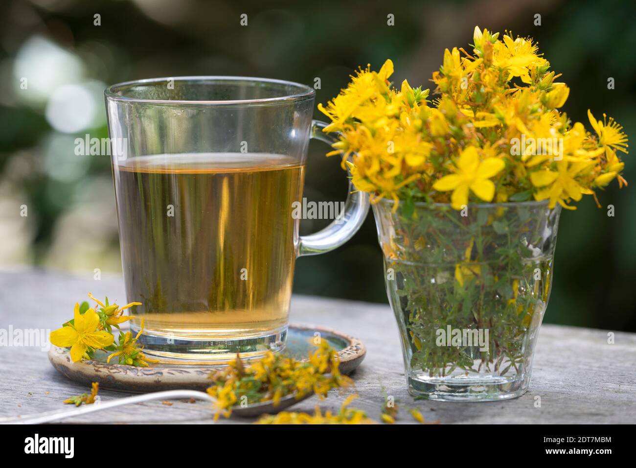Common St Johns-wort, perforate St Johns-wort, klamath weed, St. Johns ...