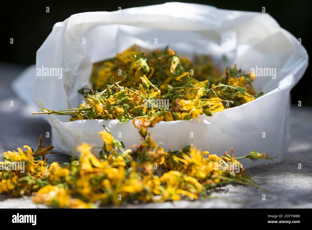 Hiperico perforate st johns wort hi-res stock photography and images ...