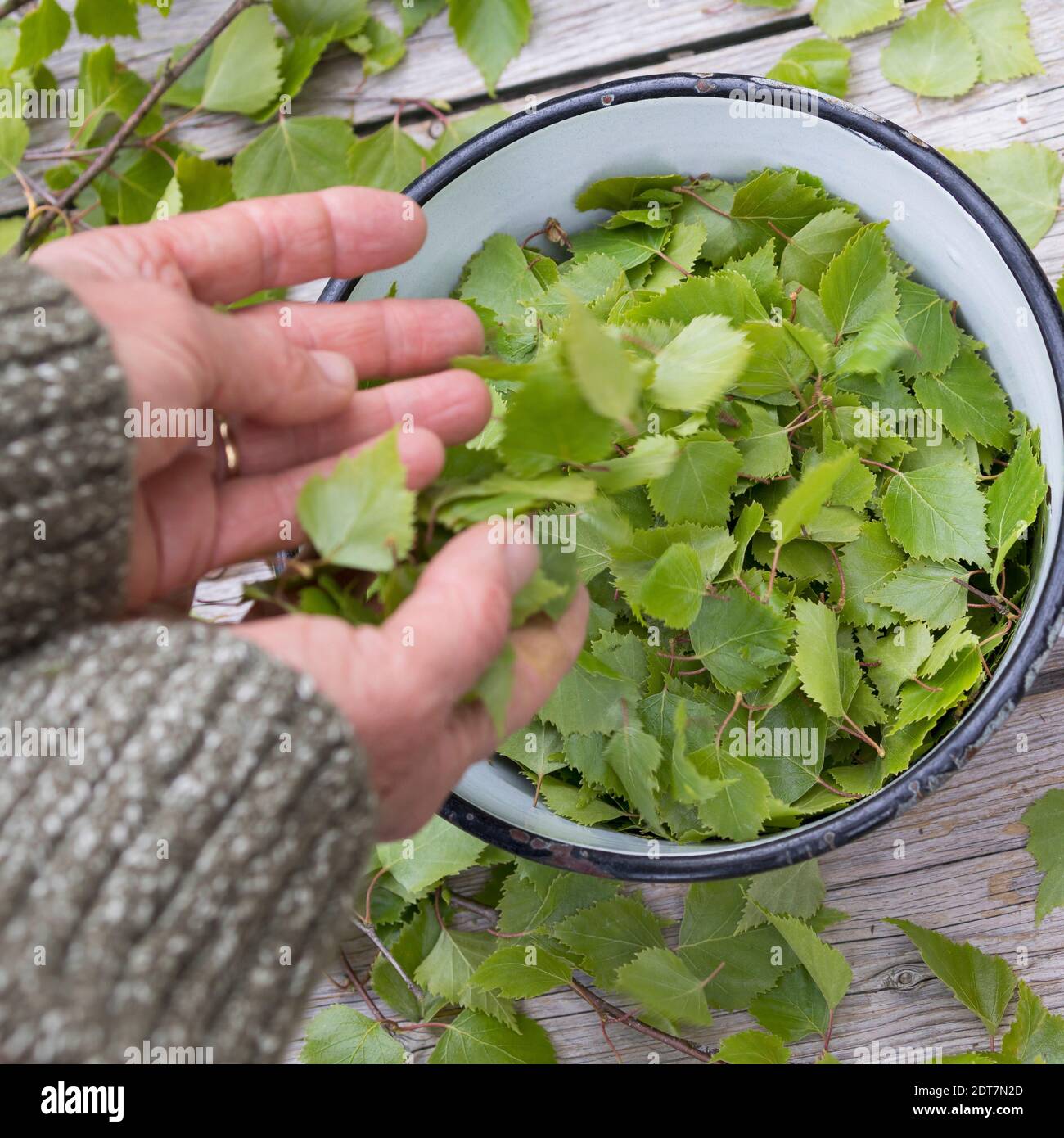common birch, silver birch, European white birch, white birch (Betula ...