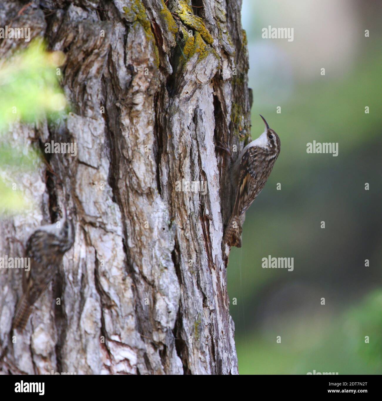 Indian himalayan bird hi-res stock photography and images - Alamy