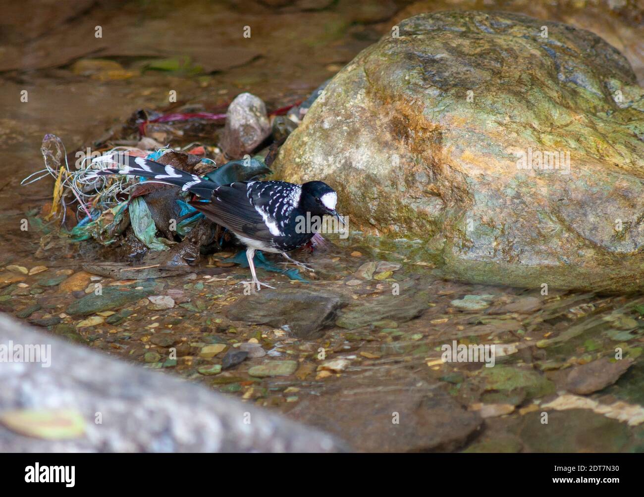 Forktail bird hi-res stock photography and images - Alamy