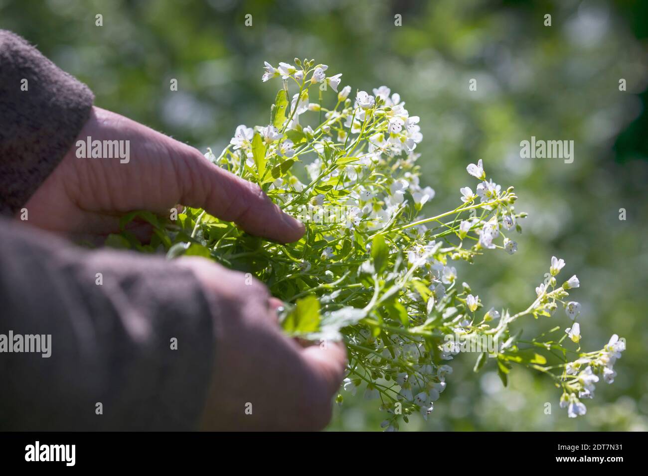 large bitter-cress, large Bittercress (Cardamine amara), harvesting of ...
