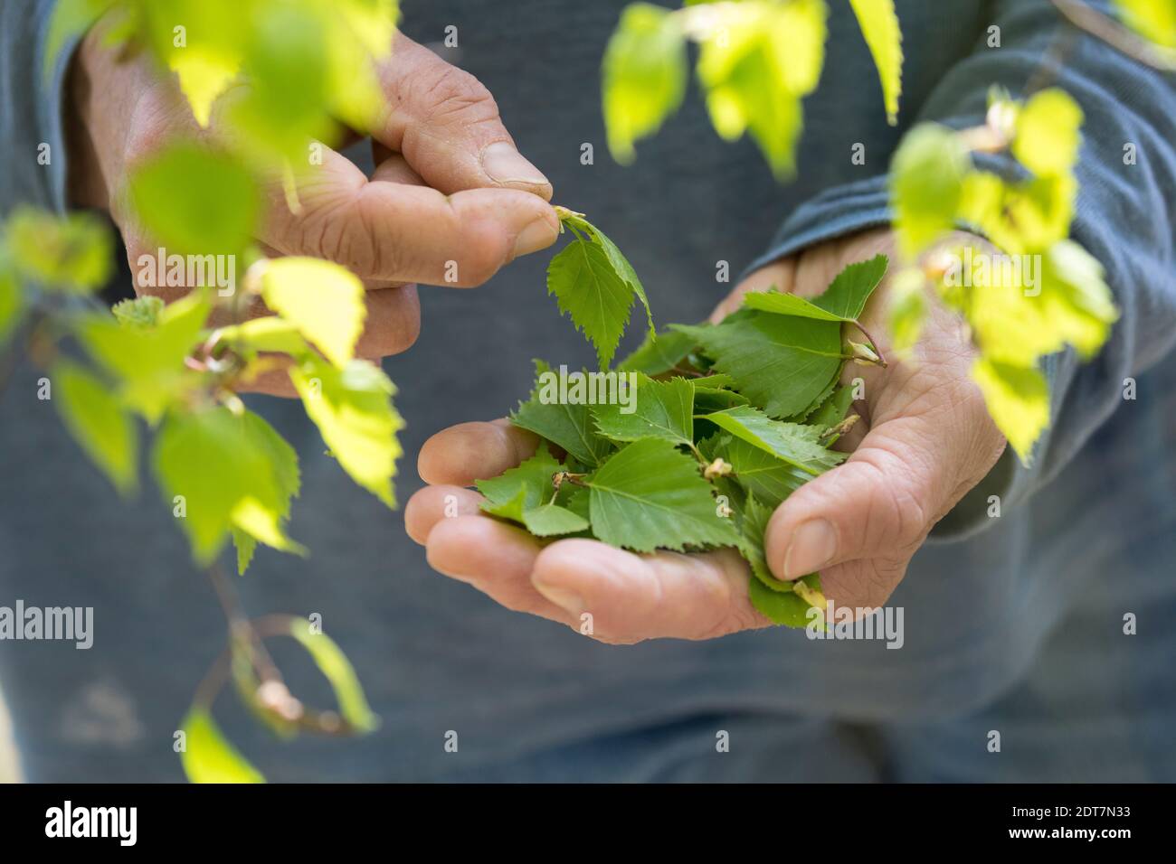 common birch, silver birch, European white birch, white birch (Betula ...