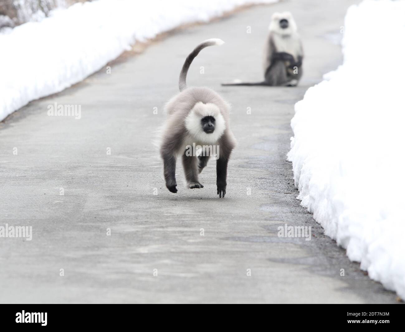 Kashmir gray langur (Semnopithecus ajax), running on a road in winter ...