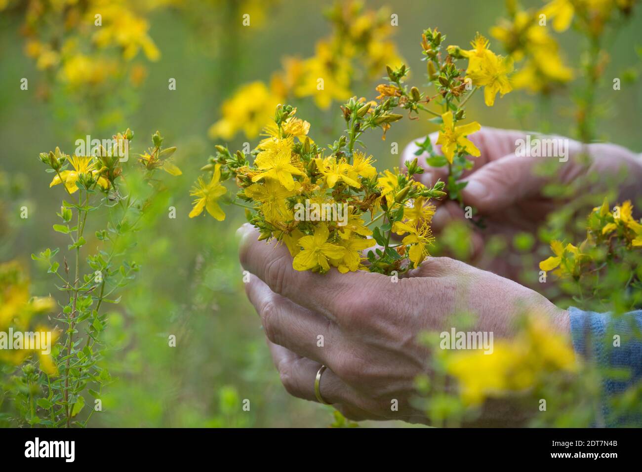 Common St Johns-wort, perforate St Johns-wort, klamath weed, St. Johns ...