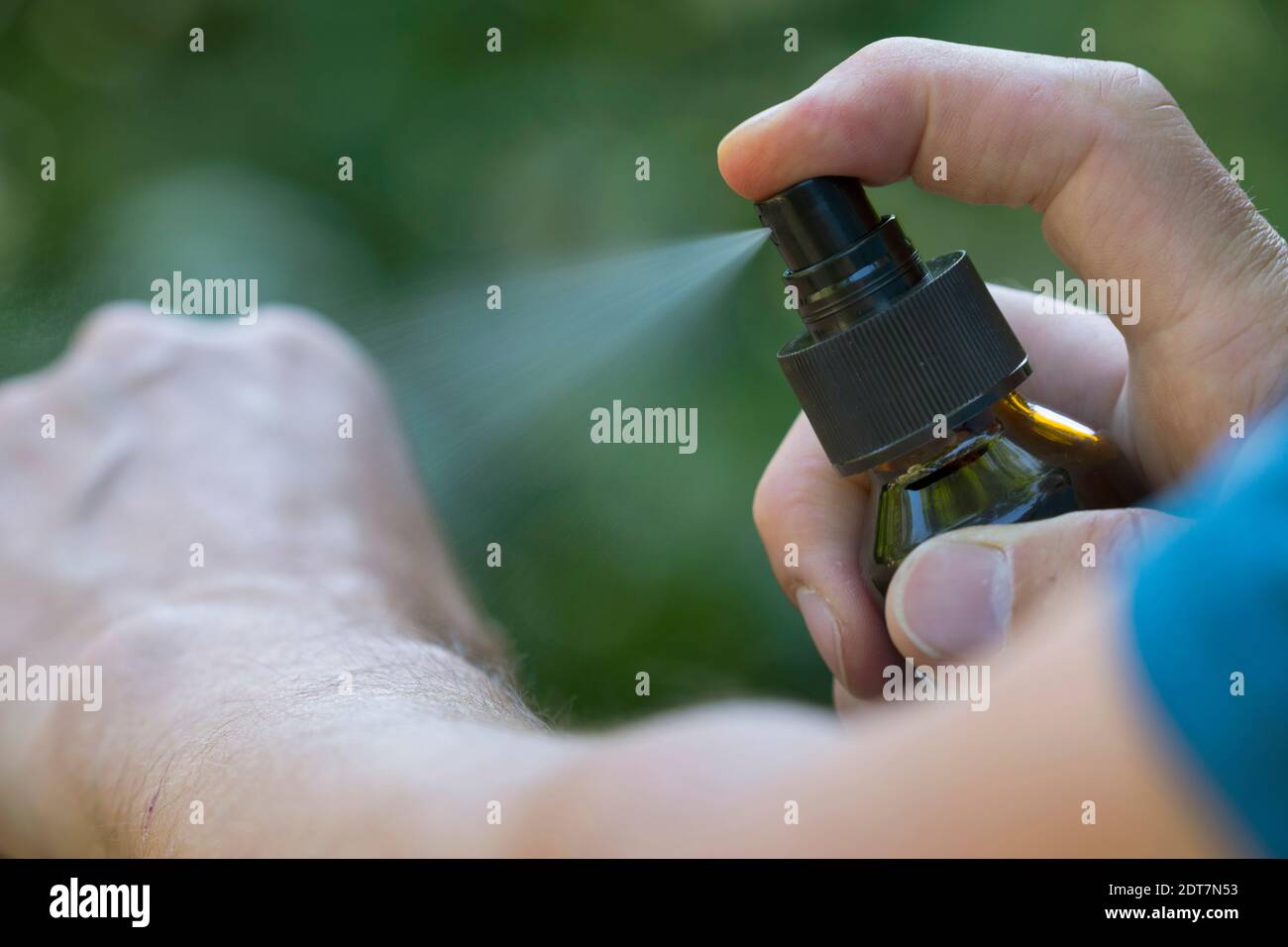 buckhorn plantain, English plantain, ribwort plantain, rib grass ...