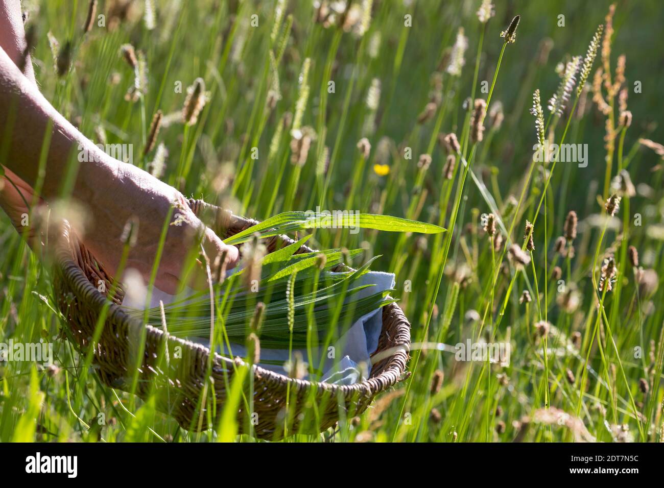buckhorn plantain, English plantain, ribwort plantain, rib grass ...