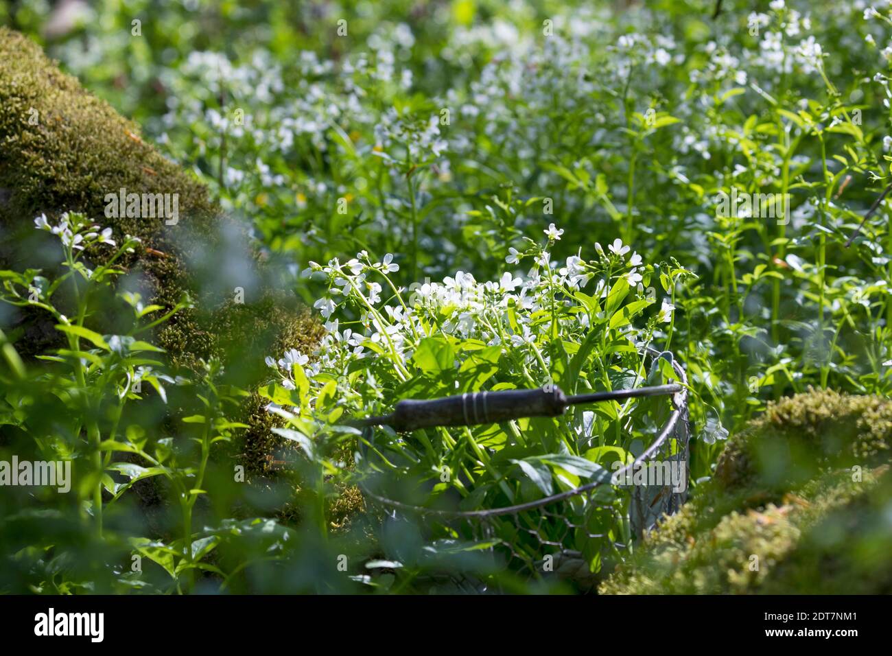 large bitter-cress, large Bittercress (Cardamine amara), harvesting of ...