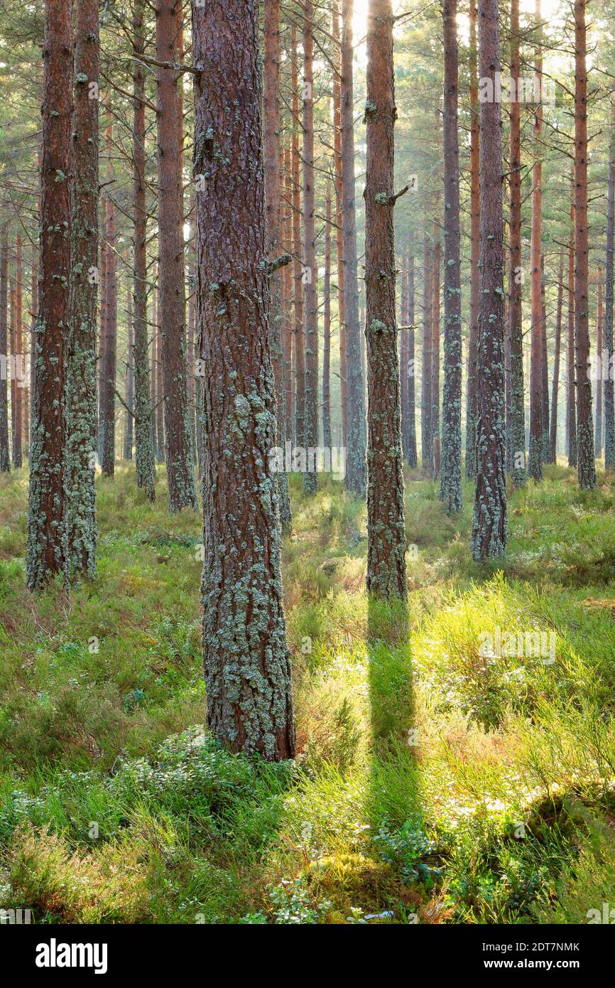 Pine tree monoculture hi-res stock photography and images - Alamy