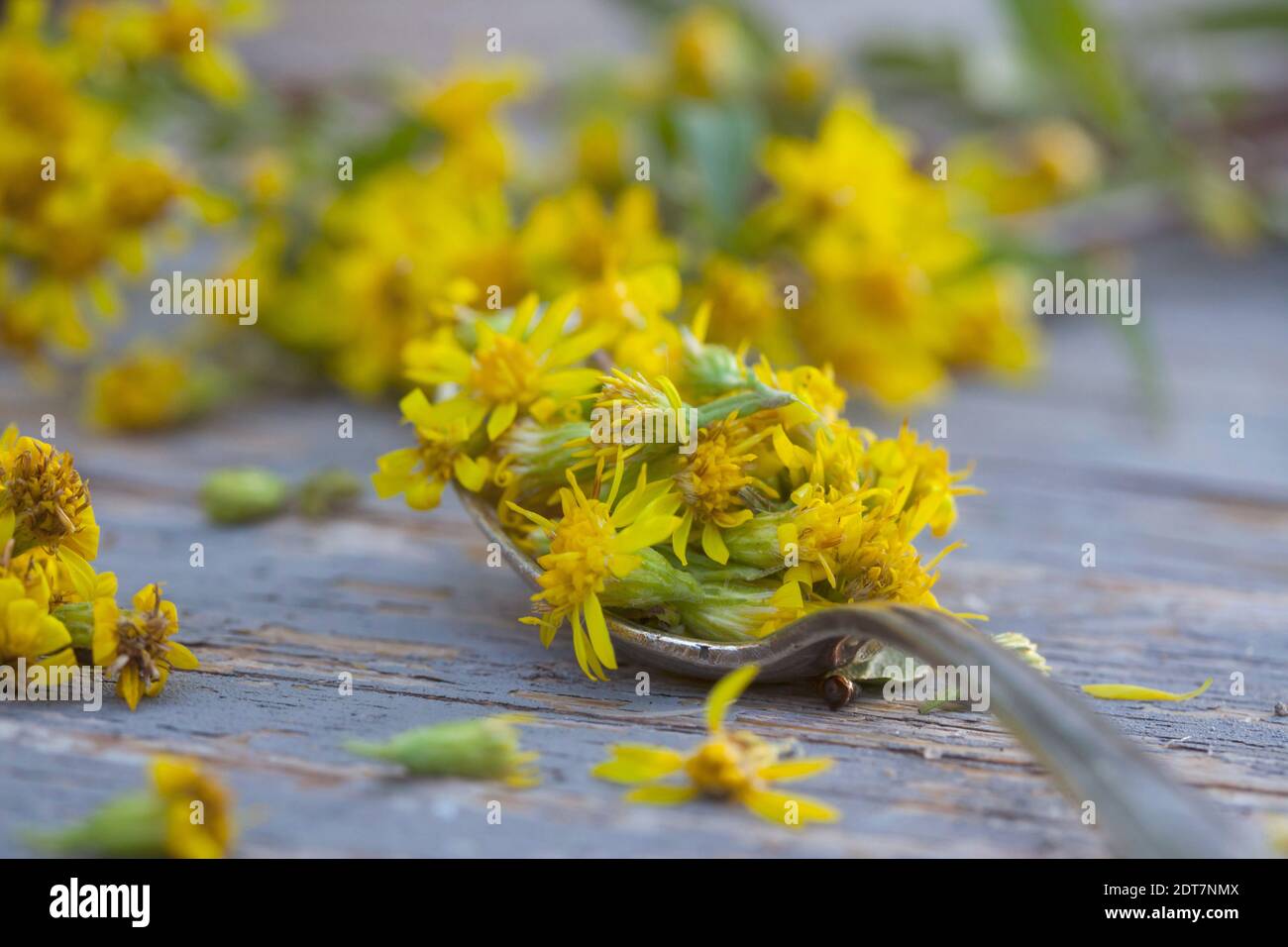 goldenrod, golden rod (Solidago virgaurea), flowers on a spoon for ...